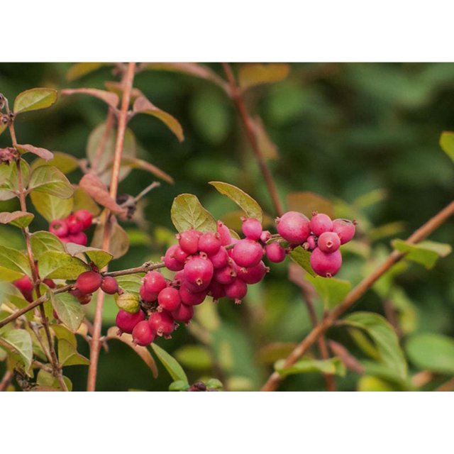 25 Seeds CORALBERRY Shrub Flower Pink Indian Currant Symphoricarpos ...