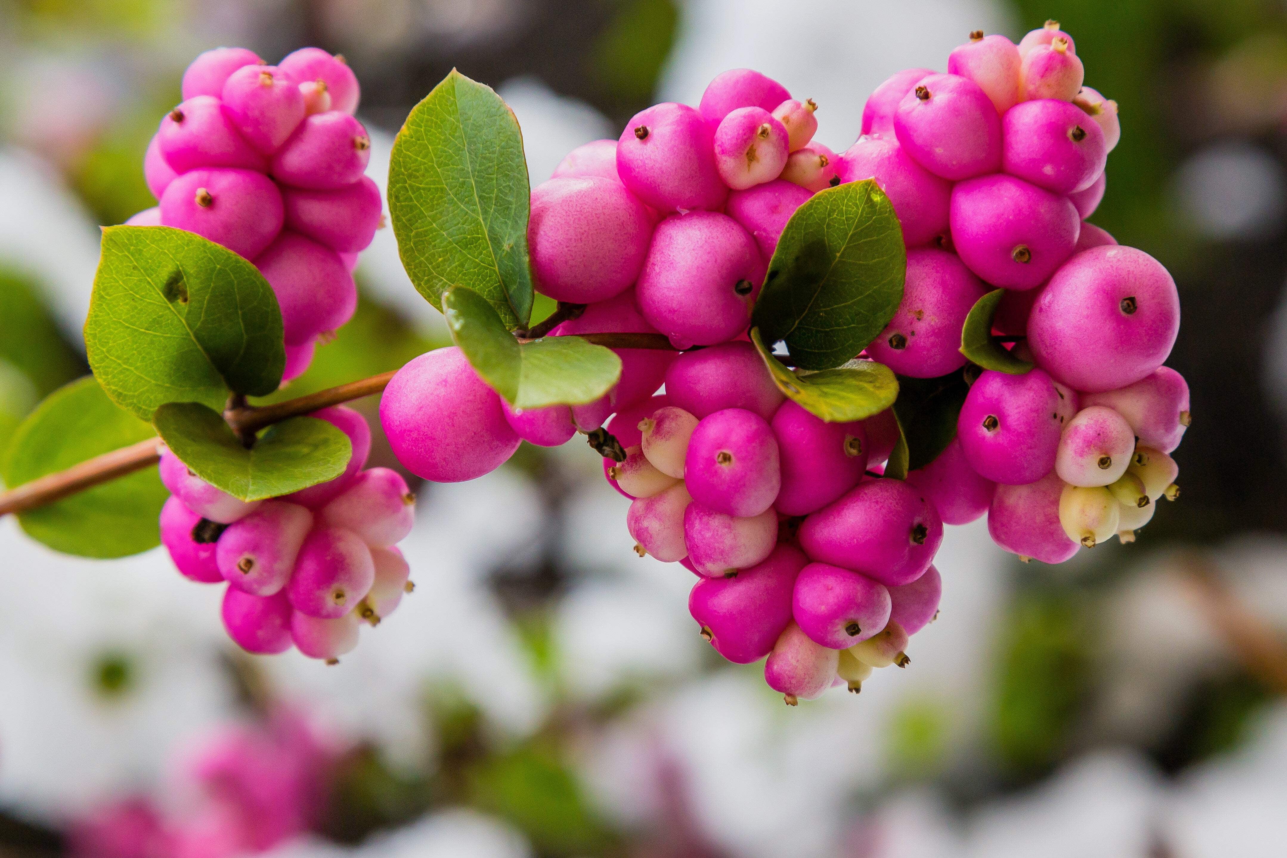 25 Seeds CORALBERRY Shrub Flower Pink Indian Currant Symphoricarpos ...