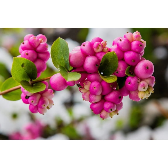 25 Seeds CORALBERRY Shrub Flower Pink Indian Currant Symphoricarpos ...