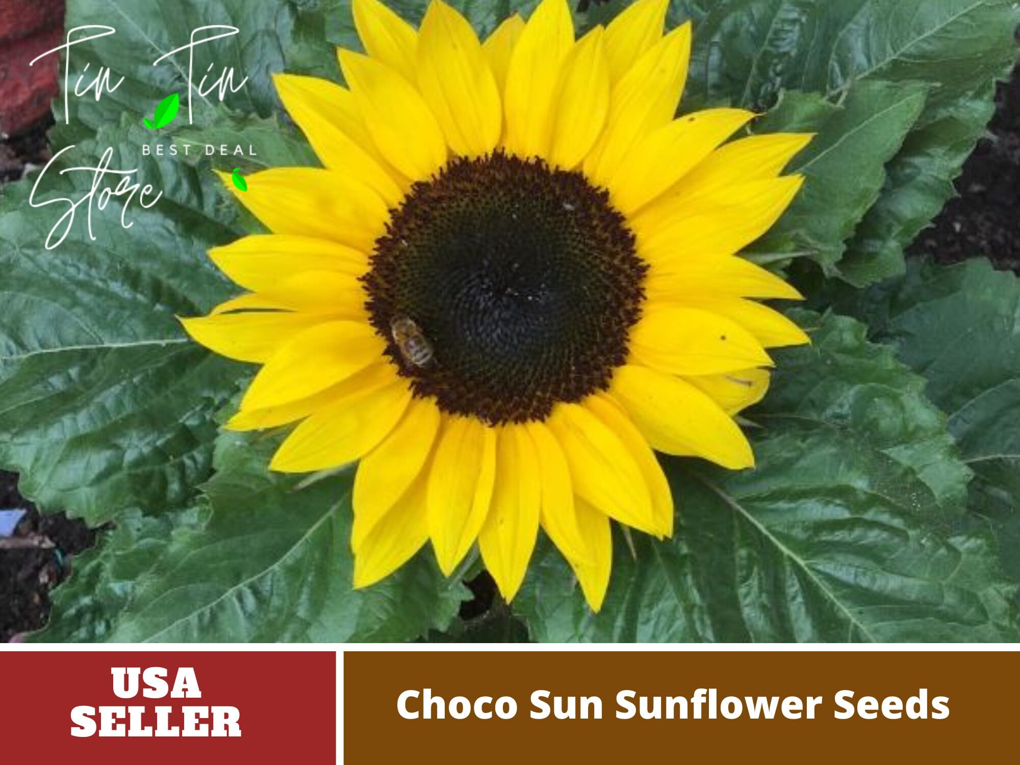 25+ Seeds-Choco Sun Sunflower Seeds Planting#E029-Authentic Seeds ...