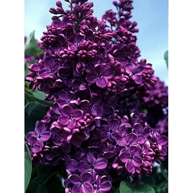 25 Seeds Dark Purple Lilac Tree Fragrant Hardy Perennial Flower Shrub ...