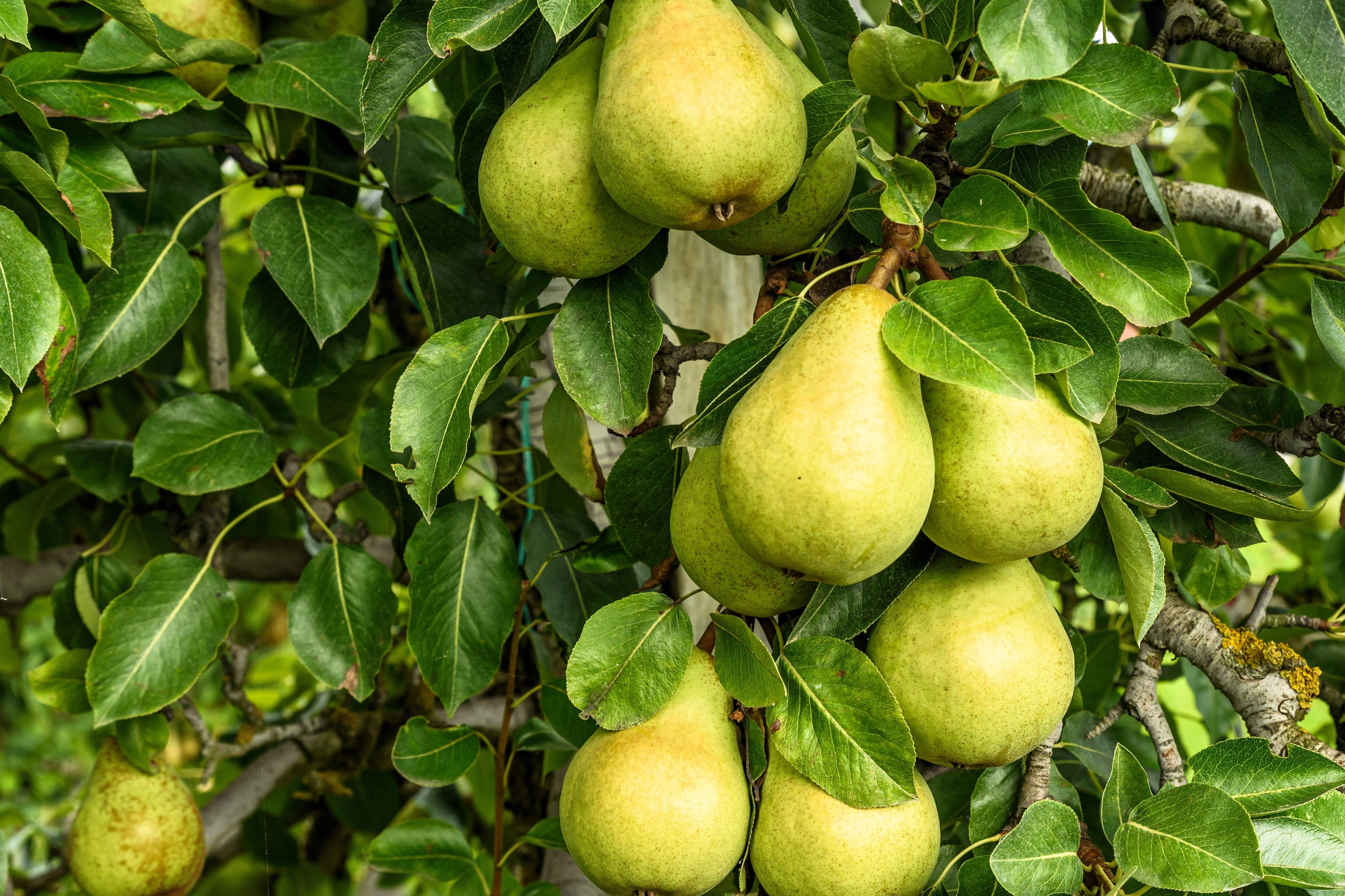 25 Seeds EUROPEAN PEAR TREE Pyrus Communis Fruit Seeds - White Flowers ...