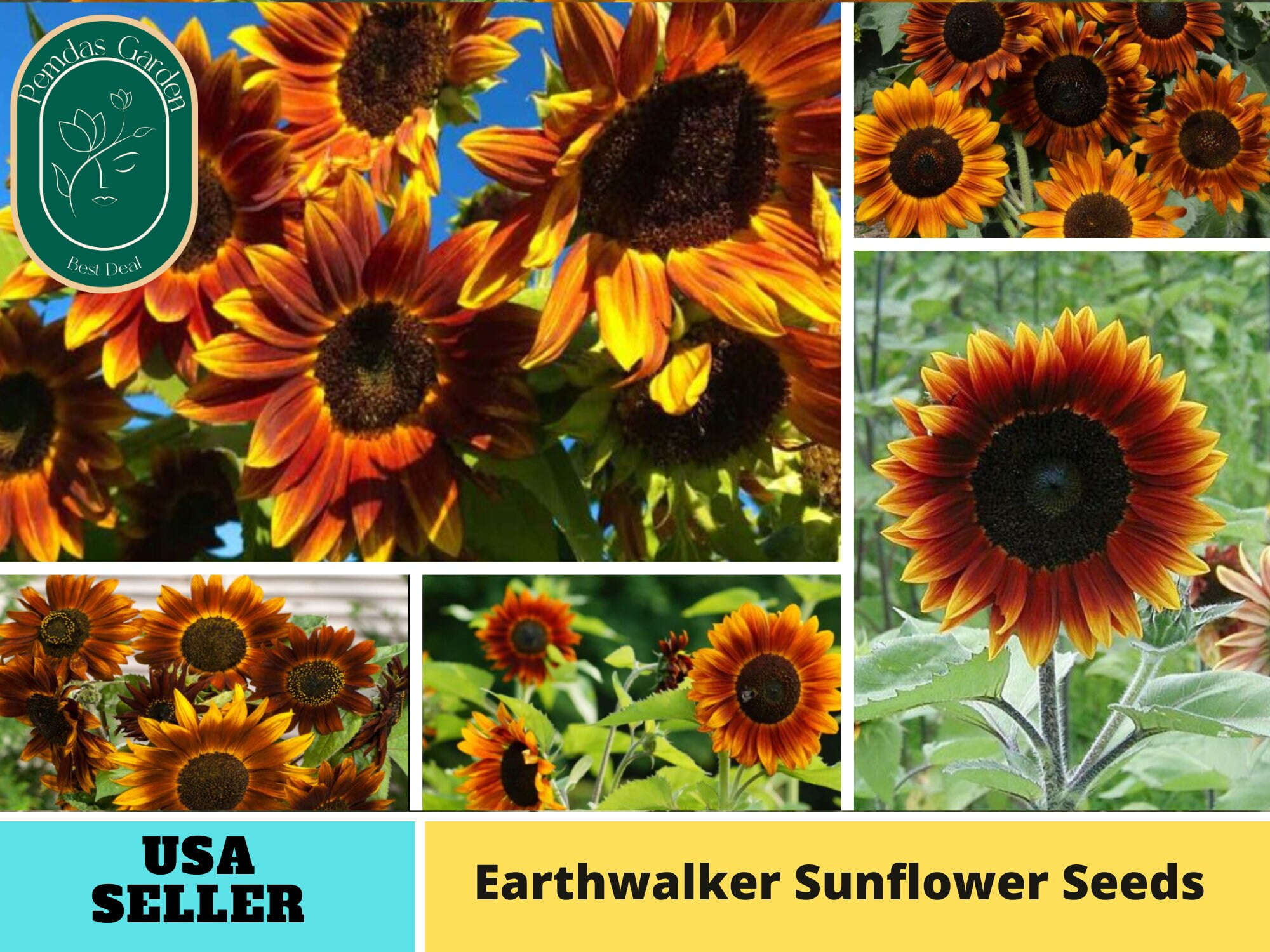 25+Seeds|Earthwalker Sunflowers Seeds - Authentic Seeds - Perennial ...