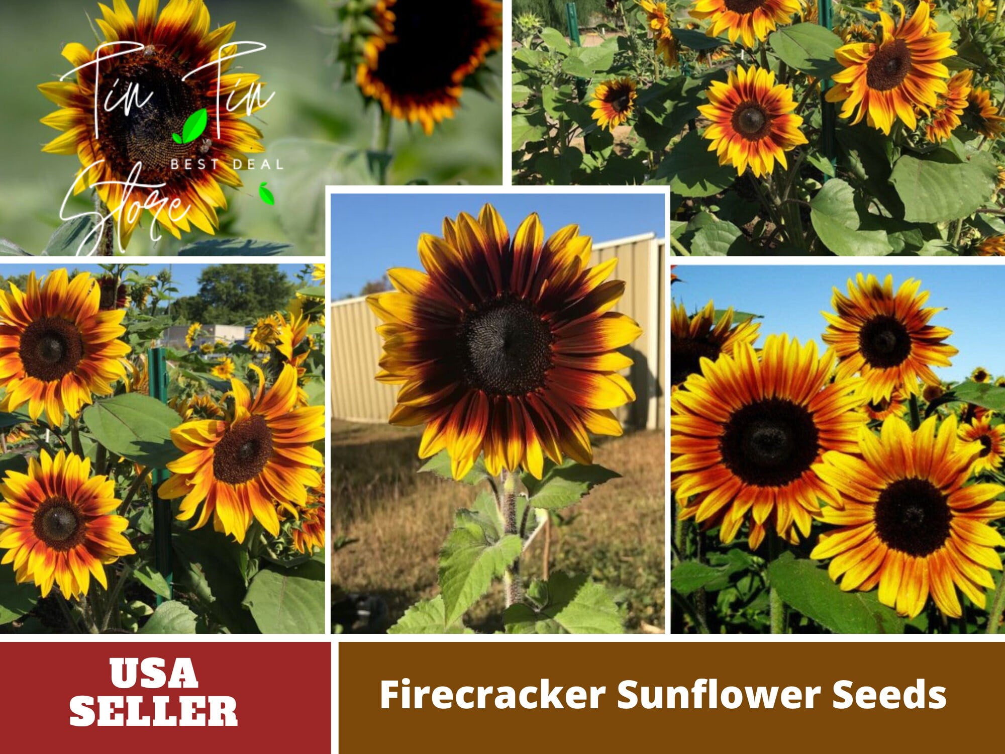 25+ Seeds-Firecracker Sunflower Seed #E023- Authentic Seeds-Flowers ...
