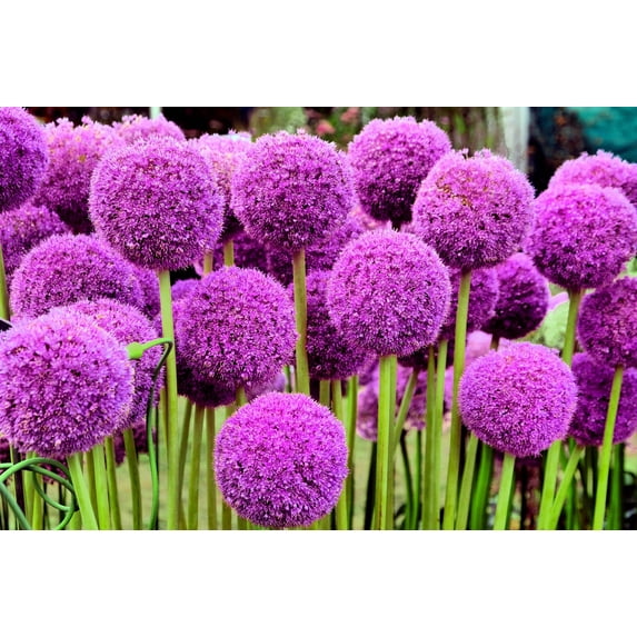 25 Seeds of Giant Allium Giganteum - Purple Globe Flower for Indoor ...