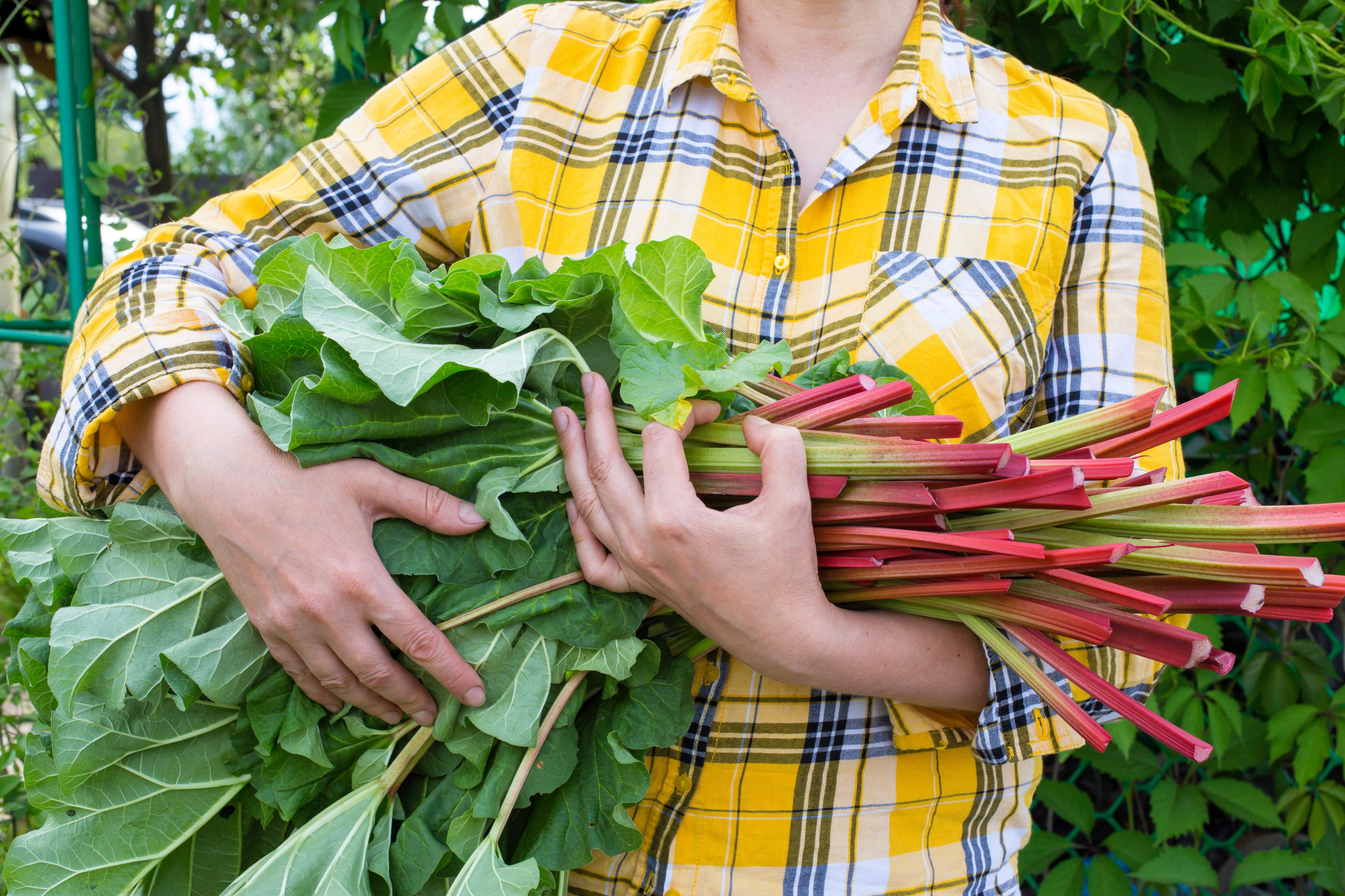 25 Seeds GLASKINS PERPETUAL RHUBARB (Pieplant) Rheum Rhabarbarum Fruit ...