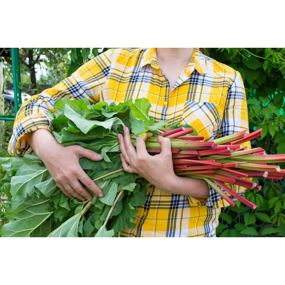 25 Seeds GLASKINS PERPETUAL RHUBARB (Pieplant) Rheum Rhabarbarum Fruit ...