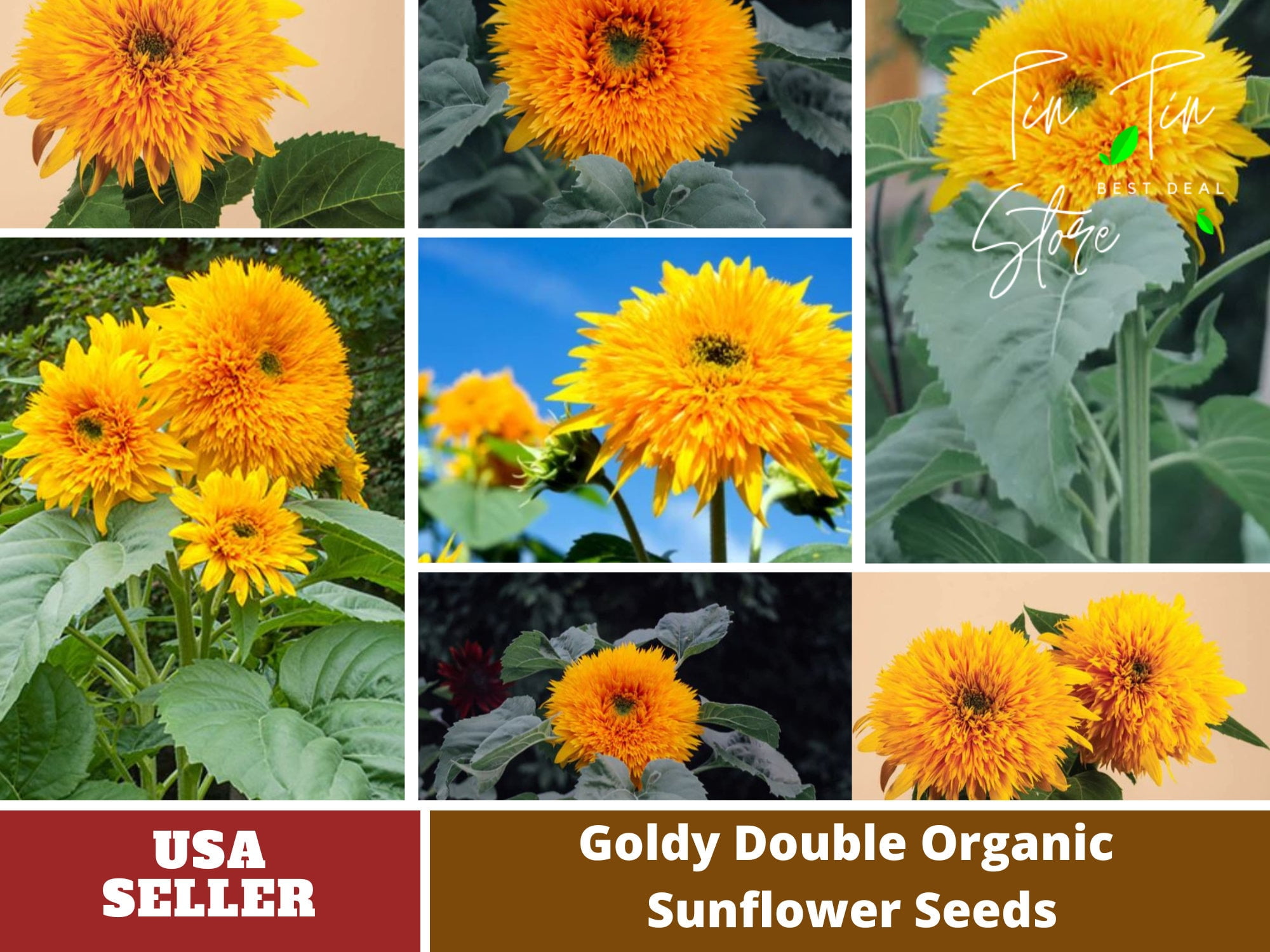 25+ Seeds-Goldy Double Organic Sunflower Seed #E022-Authentic Seeds ...