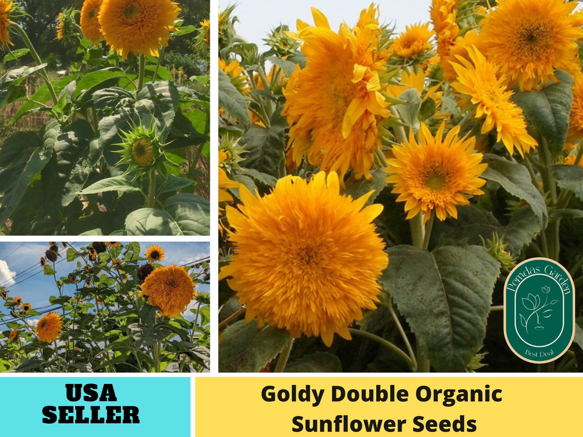 25+ Seeds|Goldy Double Organic Sunflowers Seeds - Authentic Seeds ...