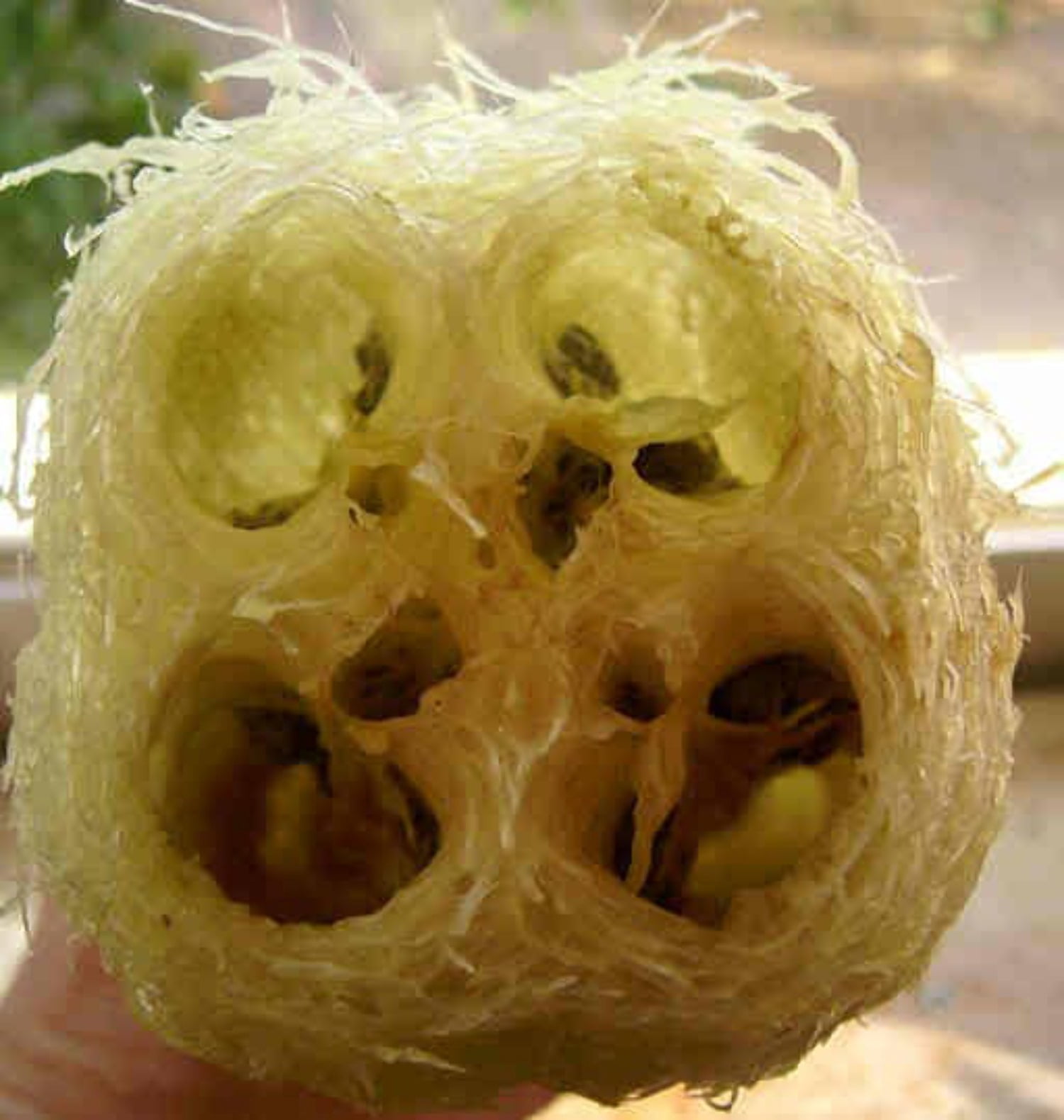 25 Seeds LUFFA SPONGE GOURD (Vegetable Sponge / Smooth Luffa / Sponge ...