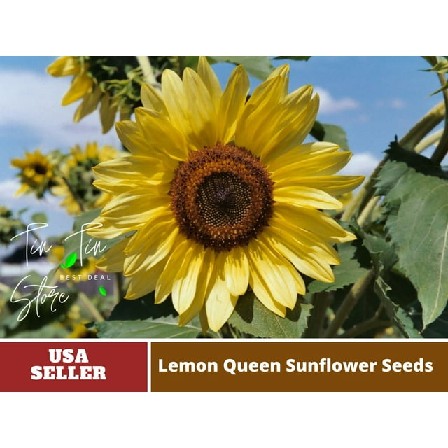 25+ Seeds-Lemon Queen Sunflower Seeds #E028-Authentic Seeds-Flowers-Seeds-Rose seeds-Herb seeds ...