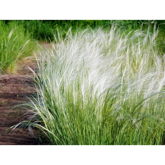 25 Seeds - Mexican Feather Grass, Stipa Tenuissima, Pony Tails ...
