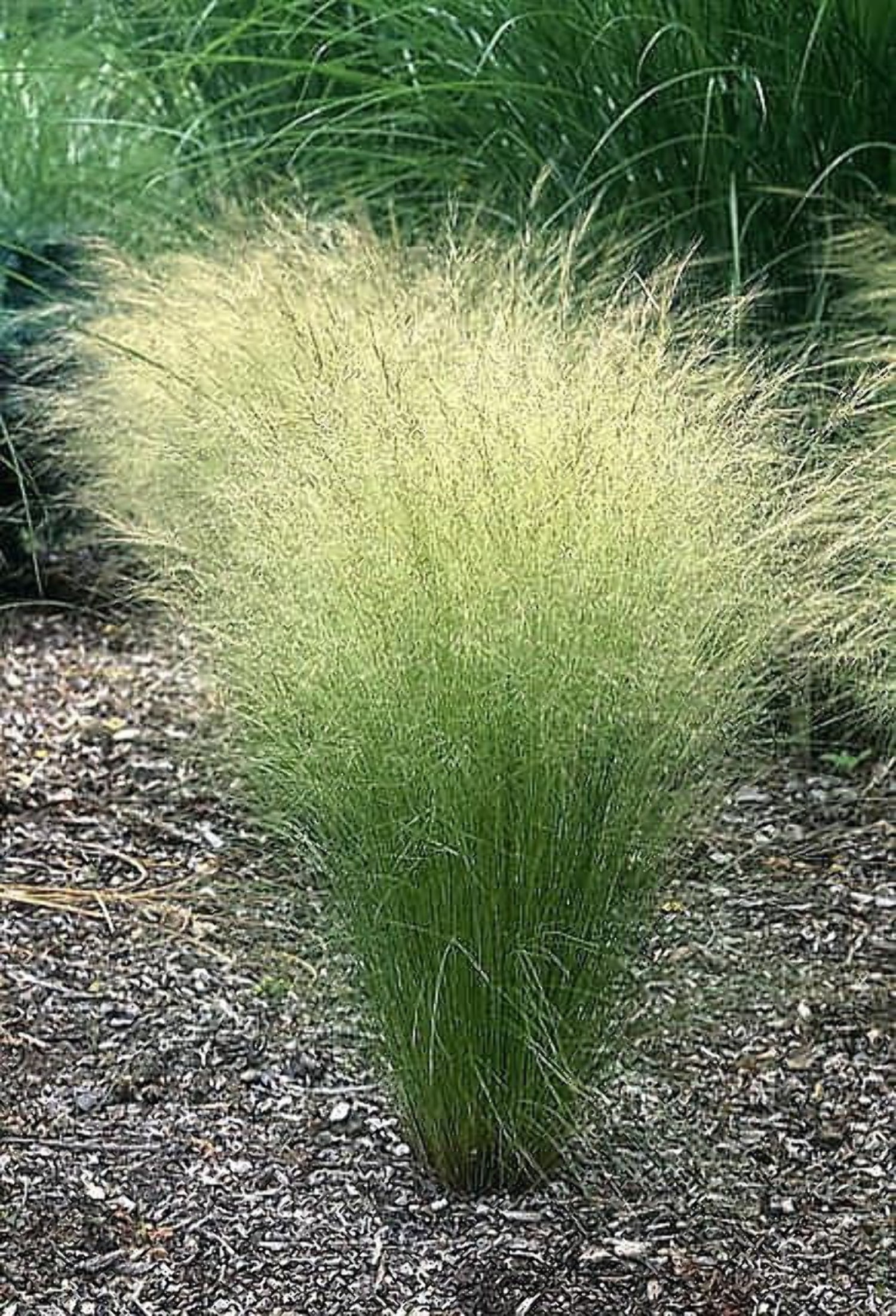 25 * Seeds MEXICAN FEATHER GRASS Pony Tails Ornamental Stipa Tenuissima ...