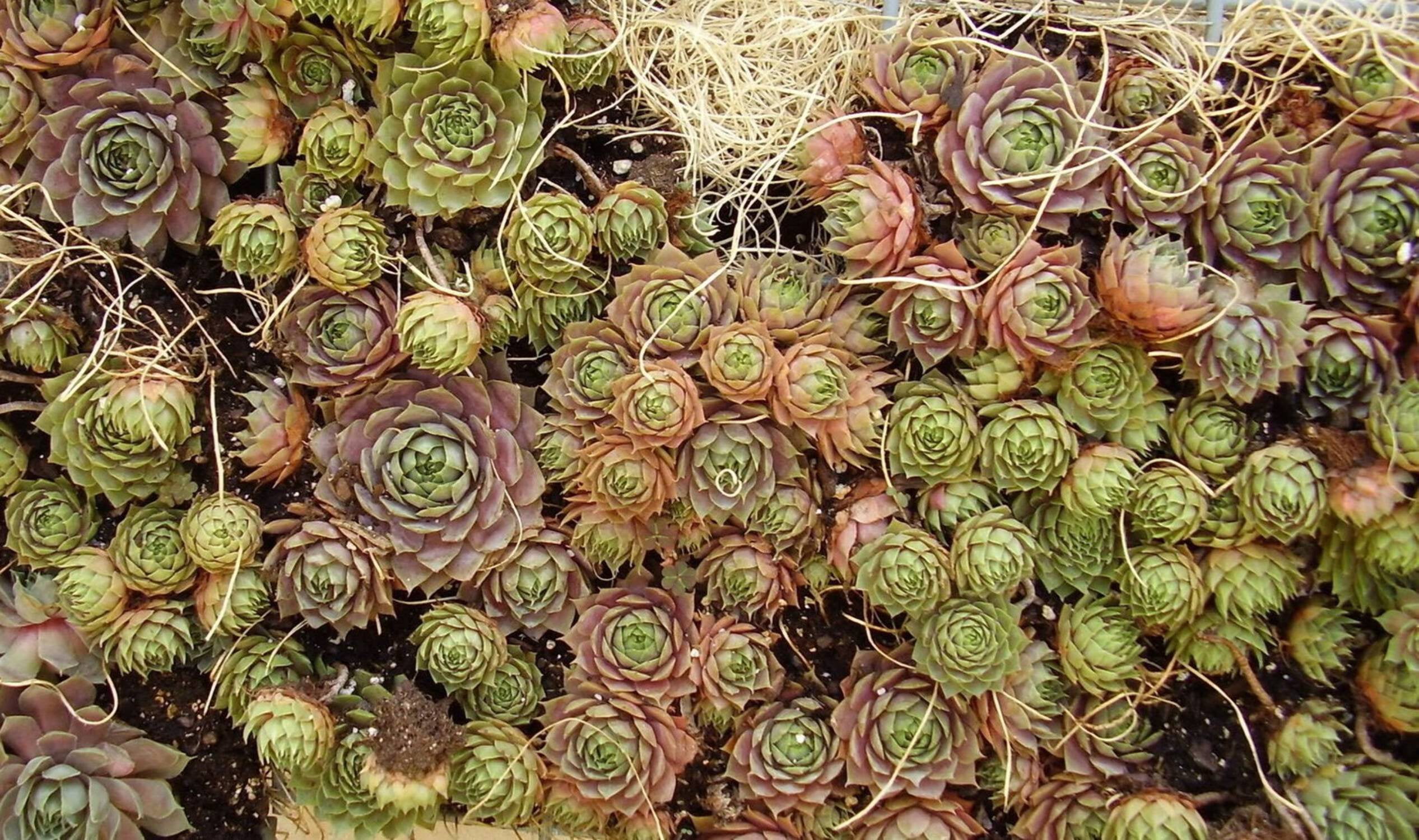 25 Mixed Hens & Chicks Succulent, Sempervivum Flower Seeds, Perennial ...
