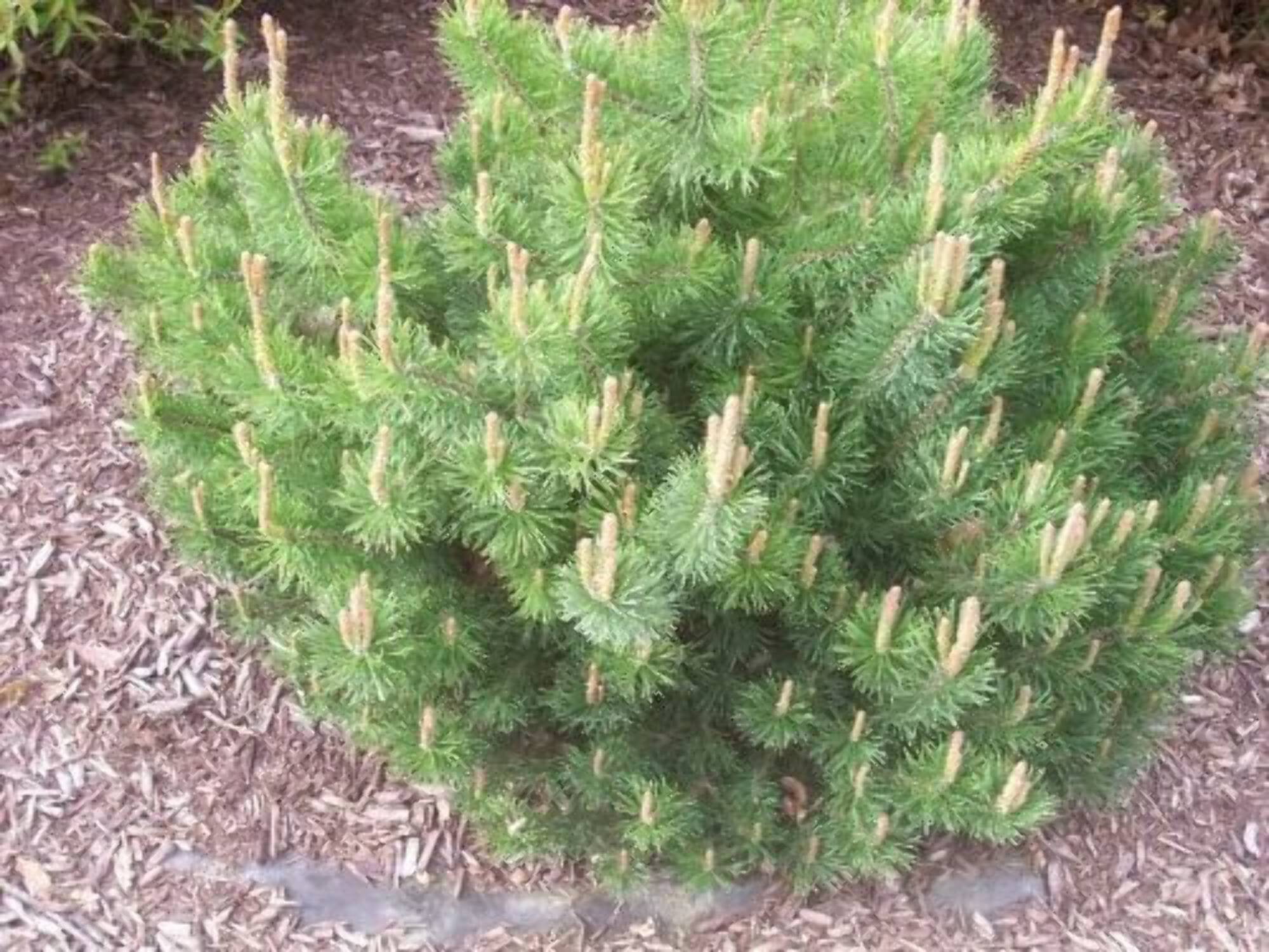 Seedville Dwarf Mugo Pine Live Shrub - Walmart.com