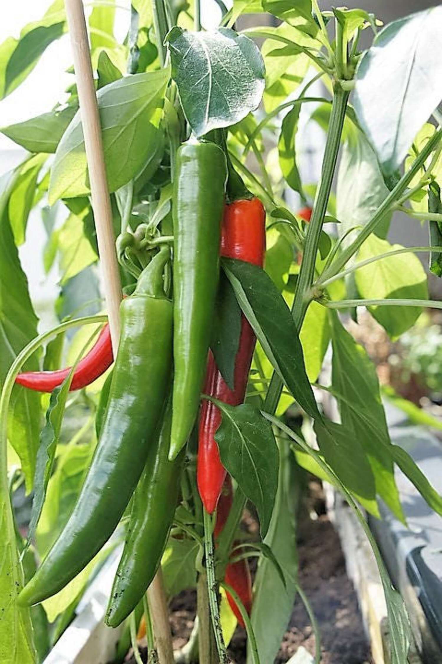 25 Seeds Organic KOREAN Dark GREEN PEPPER Lady Han Hot Chili Long Red ...