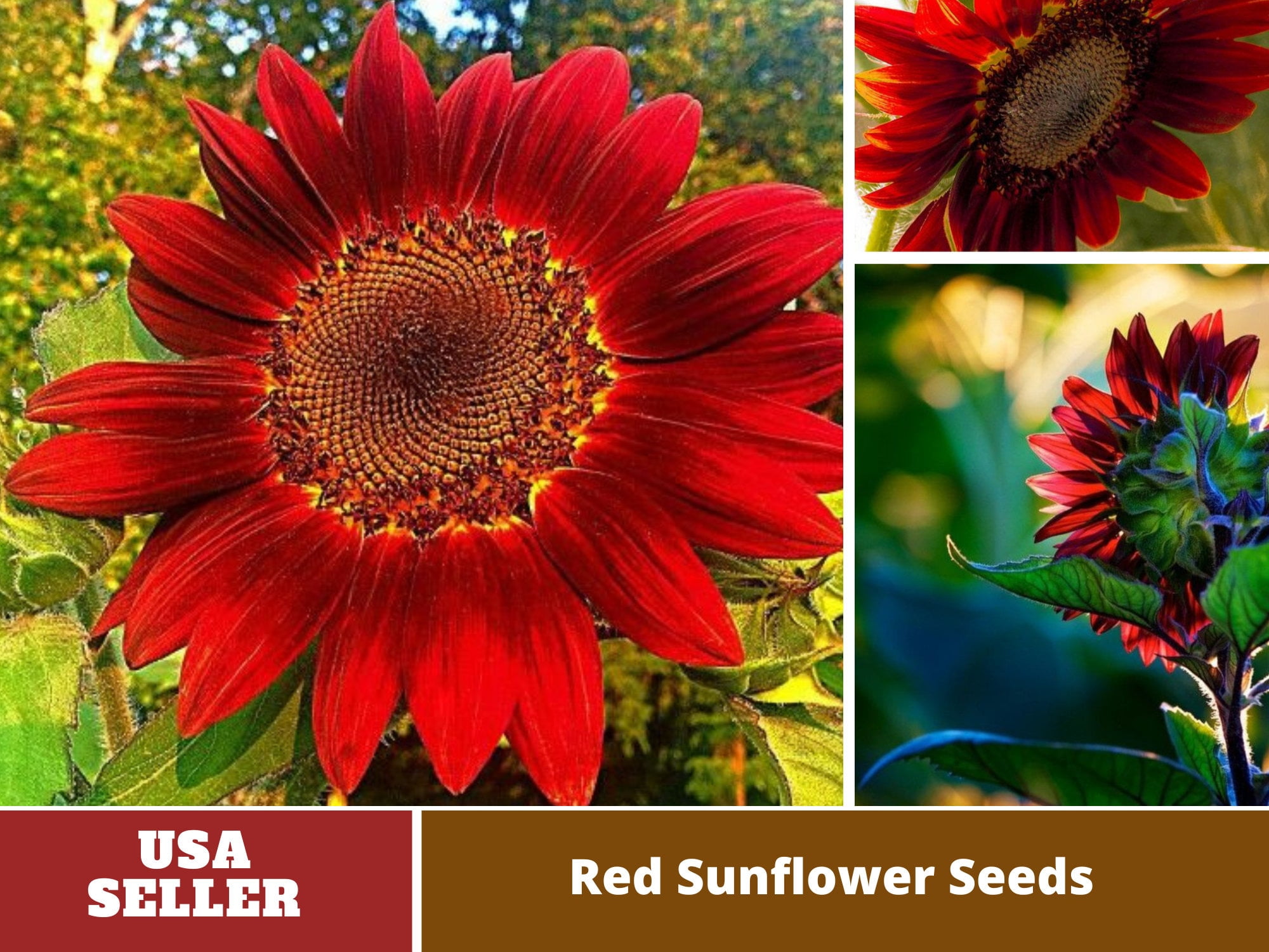 25+ Seeds| ProCut Red Sunflower Seed #E013-Authentic Seeds-Flowers ...
