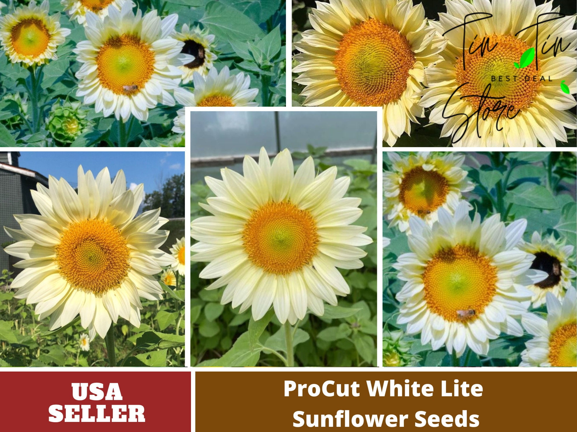 25+ Seeds| ProCut White Lite Sunflower Seed #E008-Authentic Seeds ...