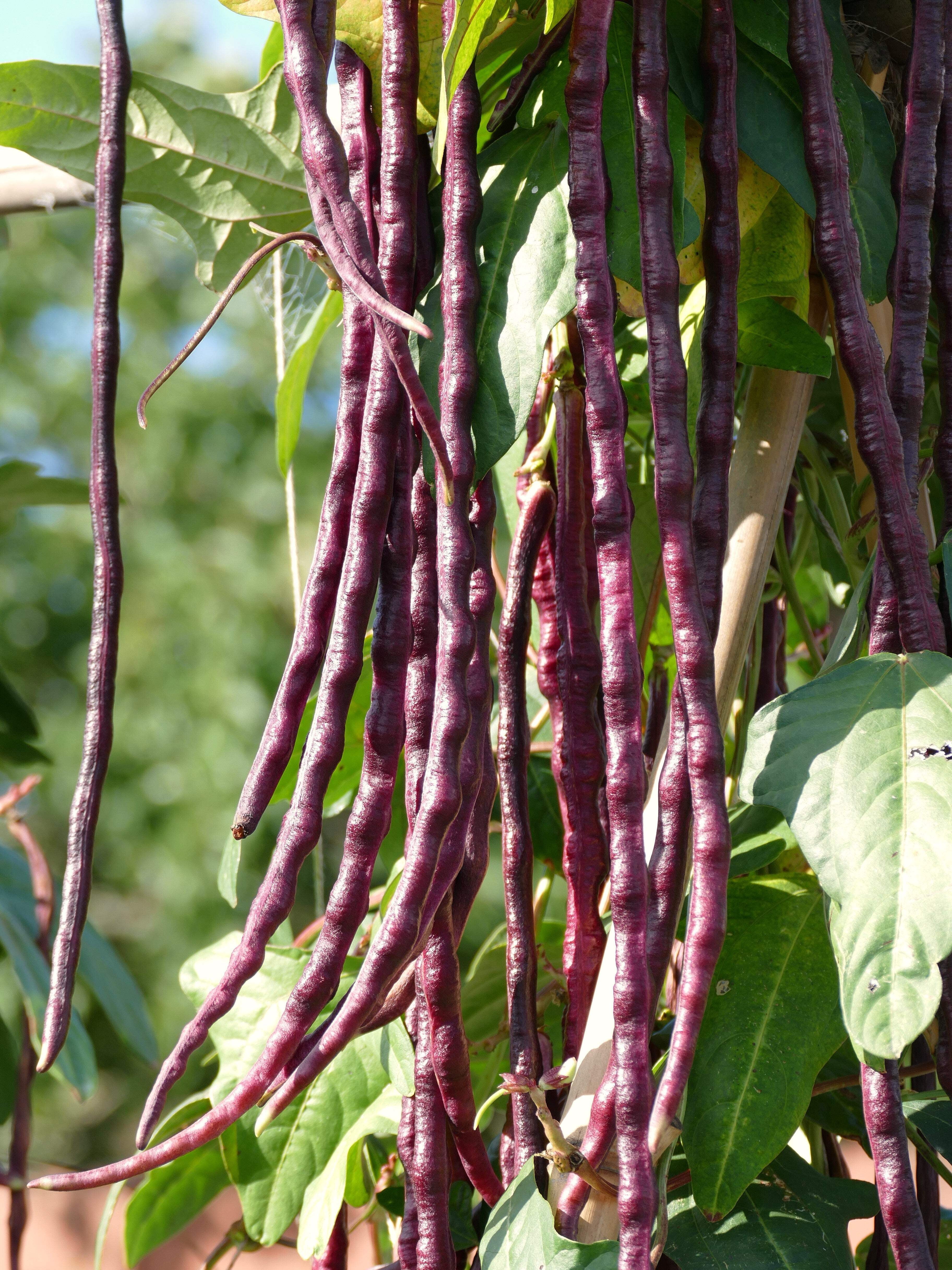 25 Seeds RED NOODLE BEAN Yard Long Asparagus Bean Chinese Phaseolus ...