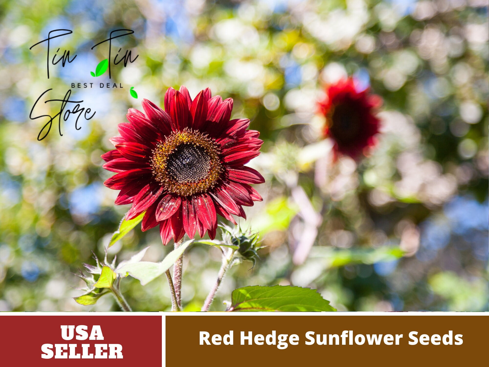 25+ Seeds-Red Hedge Sunflower Seed #E011-Authentic Seeds-Flowers-Seeds ...