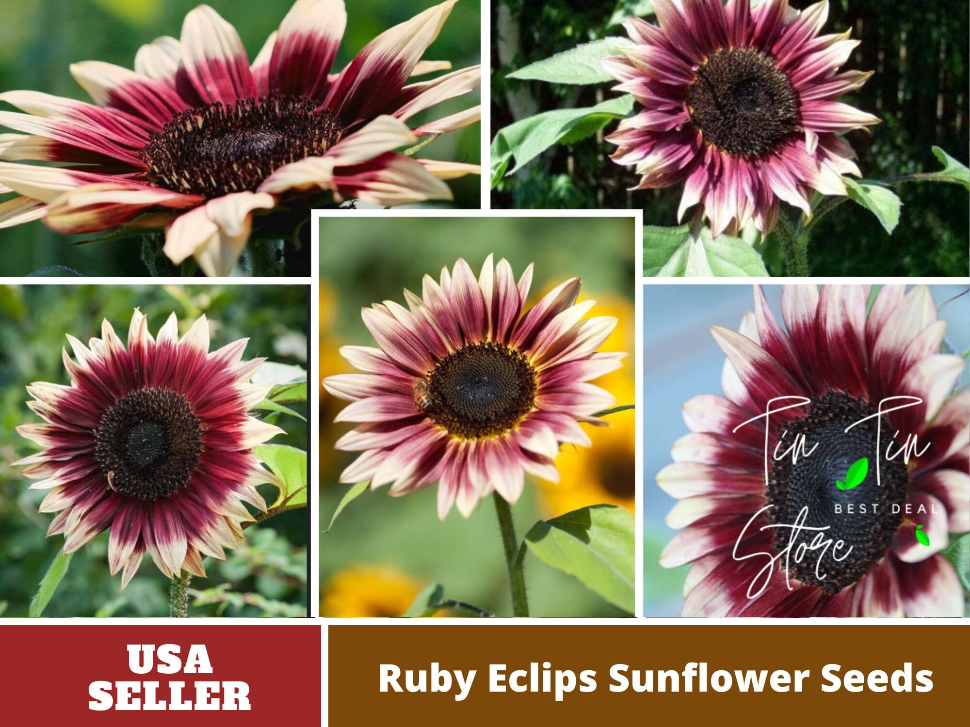 25+ Seeds-Ruby Eclipse Sunflower Seeds#E002-Authentic Seeds-Flowers-Seeds-Rose seeds-Herb seeds ...