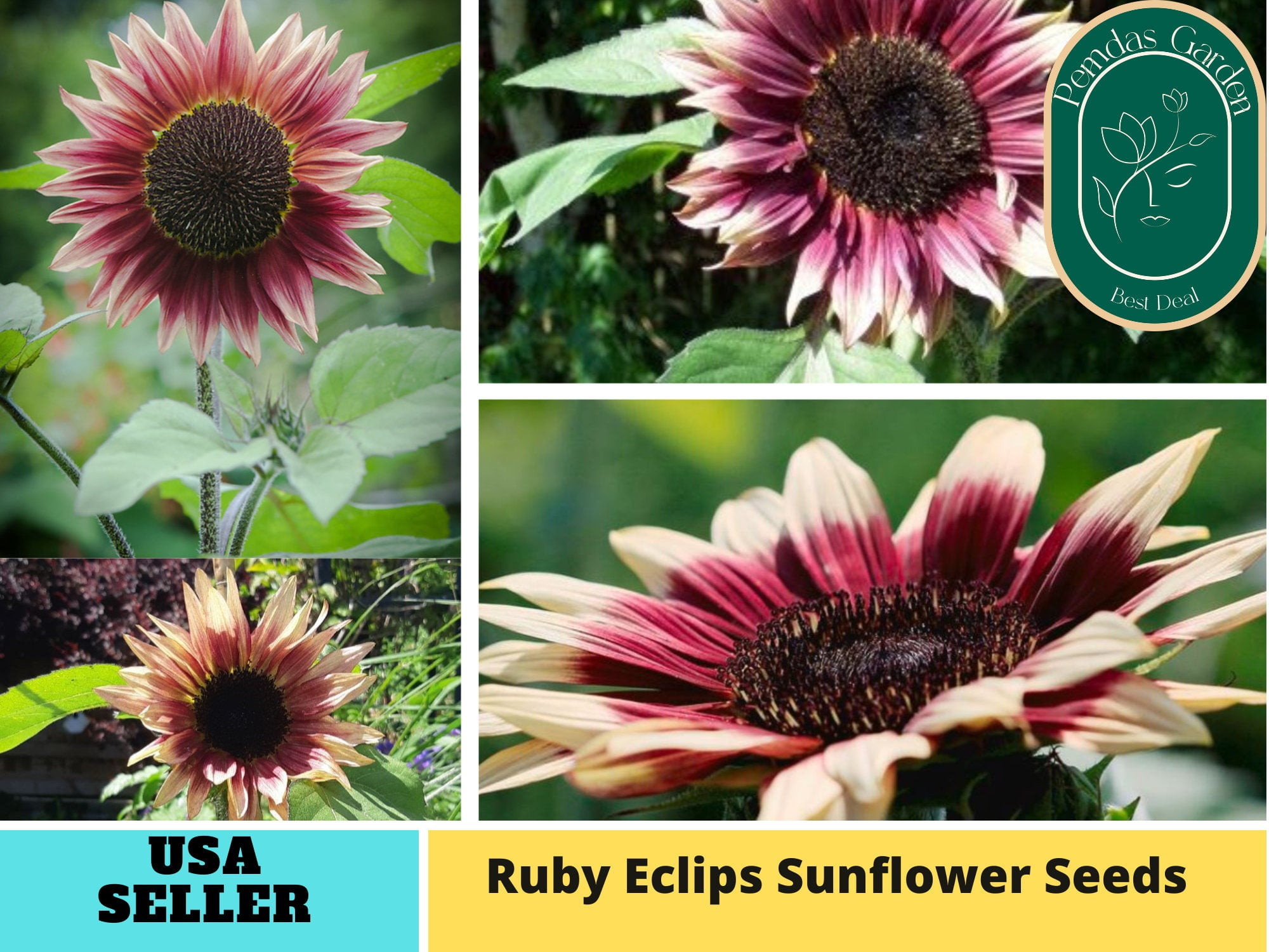 25+ Seeds|Ruby Eclipse Sunflowers Seeds - Authentic Seeds - Perennial~ GMO Free ~~Flower seeds ...