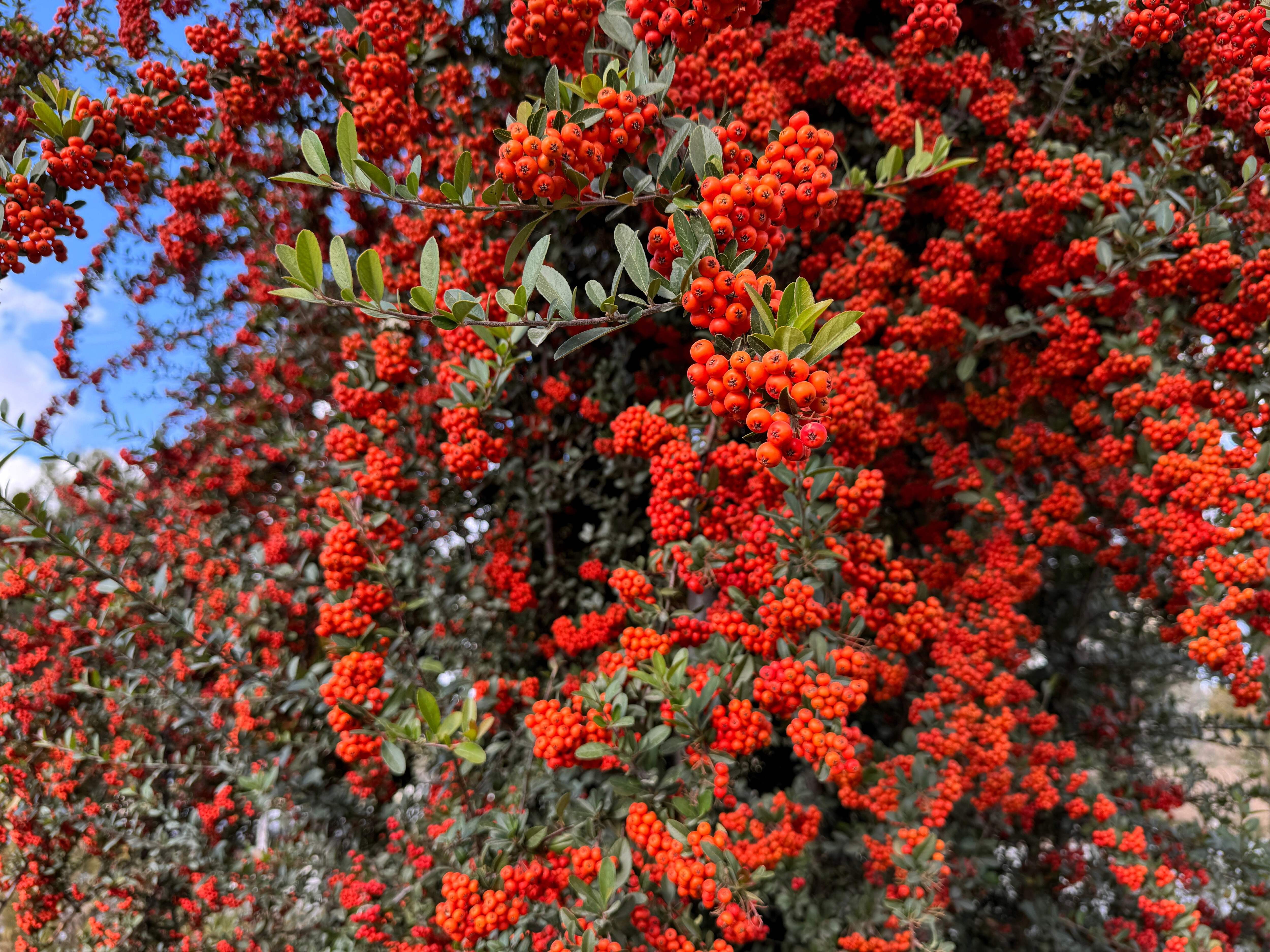 25 Seeds - SCARLET FIRETHORN Pyracantha Coccinea Bush Shrub Flower ...