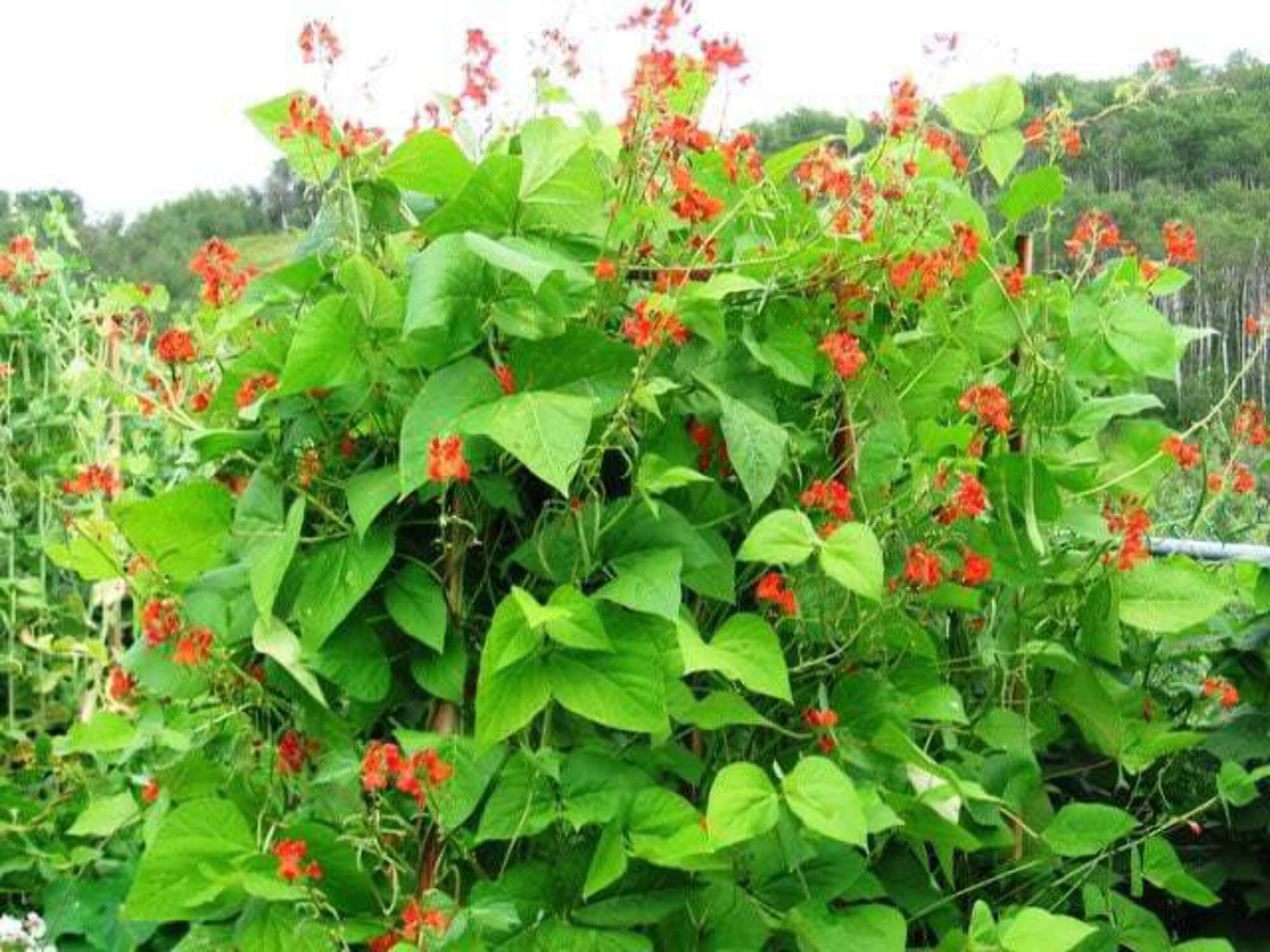 25 Seeds SCARLET RUNNER Pole BEAN Ornamental Red Flowers Phaseolus ...