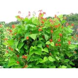 25 Seeds SCARLET RUNNER Pole BEAN Ornamental Red Flowers Phaseolus ...