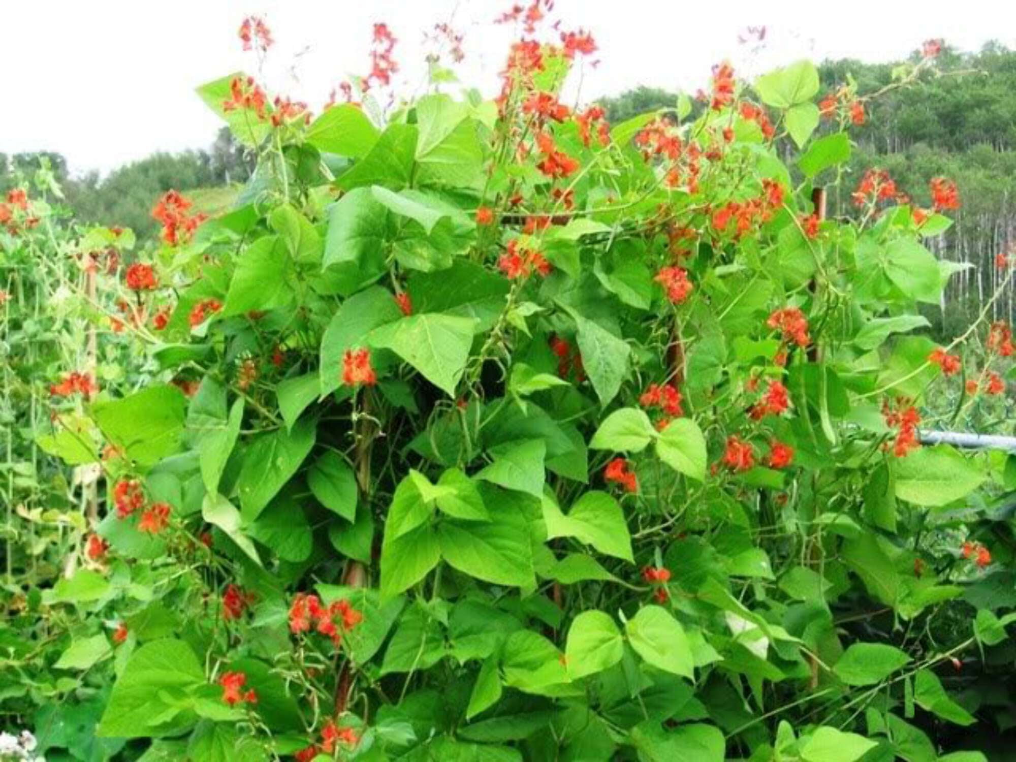 25 Seeds SCARLET RUNNER Pole BEAN Ornamental Red Flowers Phaseolus ...