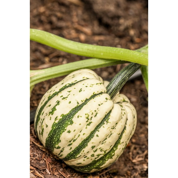 25 Seeds SWEET DUMPLING SQUASH Orange Winter Delicata Cucurbita Maxima ...