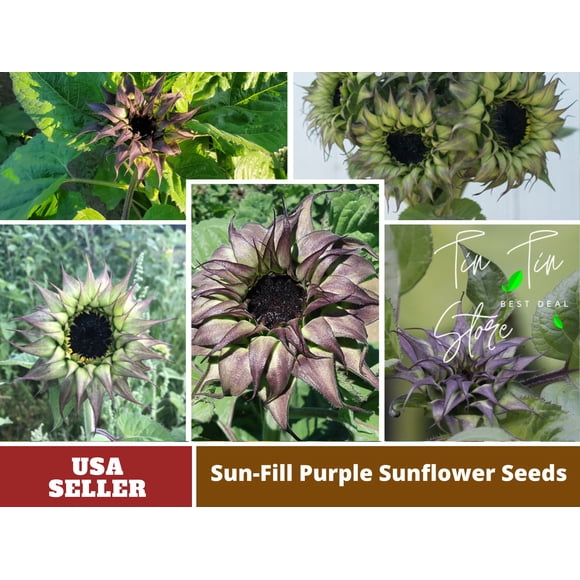 Purple Sunflowers Seeds