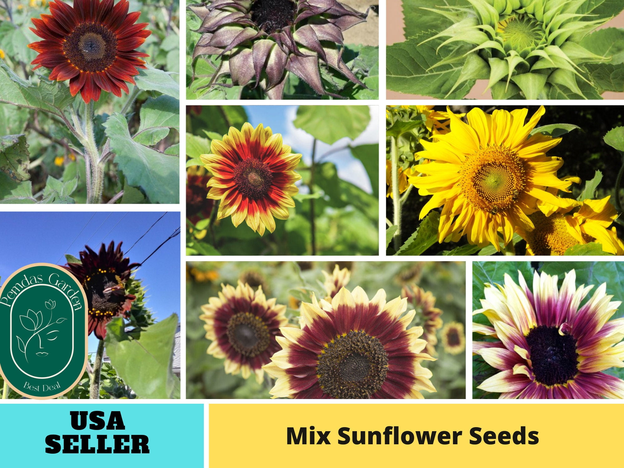 25+ Seeds|Sun Mixture Sunflowers Seeds - Authentic Seeds - Perennial ...
