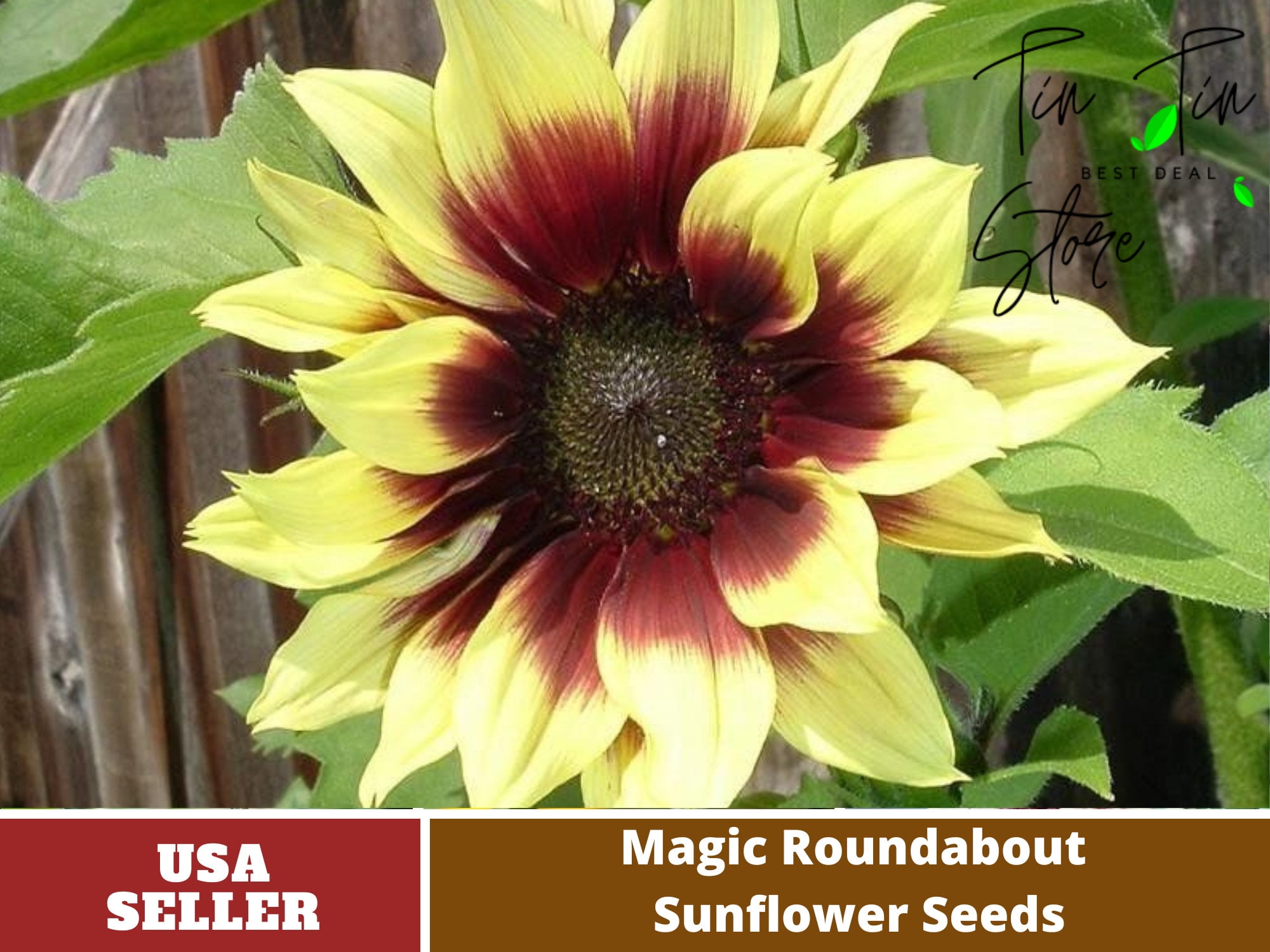 25+ Seeds| Sunflower Magic Roundabout Seeds #E009-Authentic Seeds ...