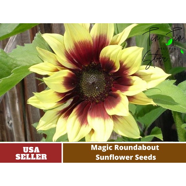 25+ Seeds| Sunflower Magic Roundabout Seeds #E009-Authentic Seeds ...