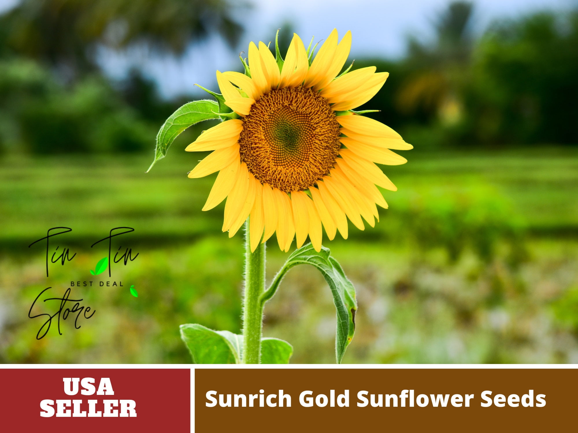 25+ Seeds| Sunrich Gold Sunflower Seed #E020-Authentic Seeds-Flowers-Seeds-Rose seeds-Herb seeds ...