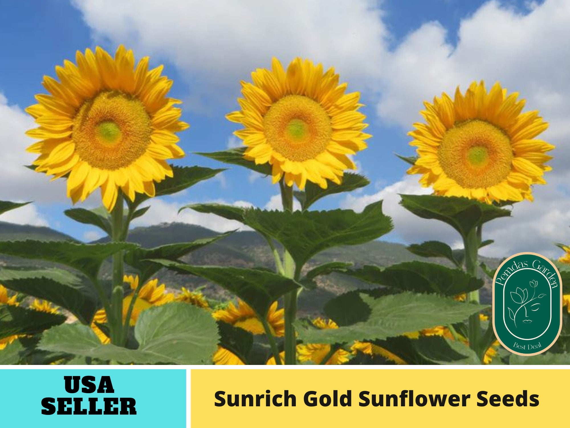 25+ Seeds| Sunrich Gold Sunflowers Seeds - Authentic Seeds - Perennial ...