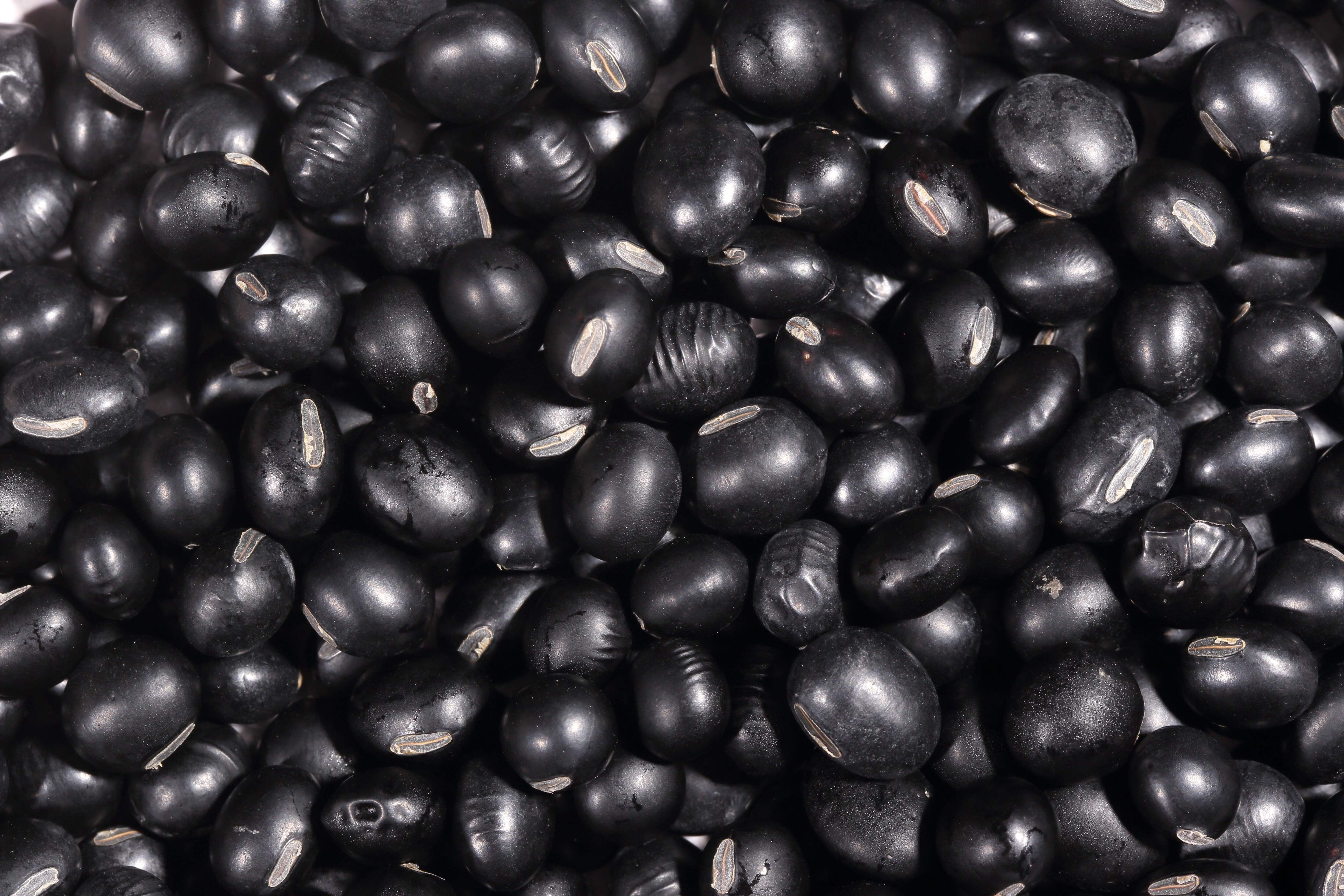 25 Seeds Sweet BLACK JET SOYBEAN Edamame Bean Glycine Max Vegetable ...