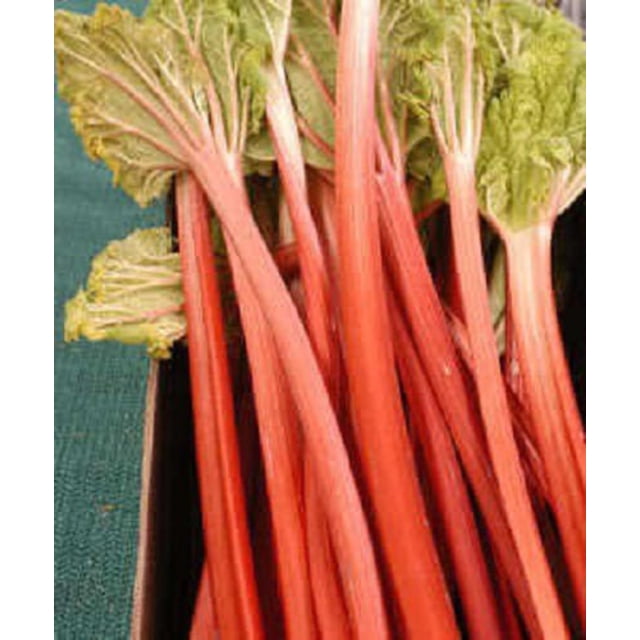 25 Seeds VICTORIA RHUBARB aka Pieplant Rheum Rhabarbarum Perennial ...
