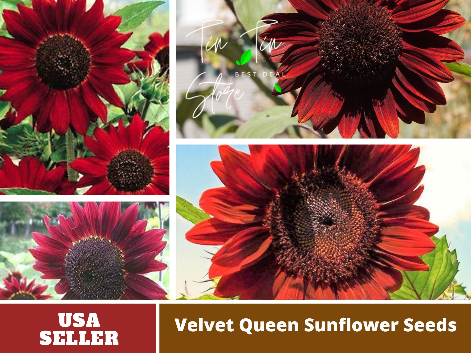 25+ Seeds-Velvet Queen Sunflower #E004-Authentic Seeds-Flowers-Seeds-Rose seeds-Herb seeds ...