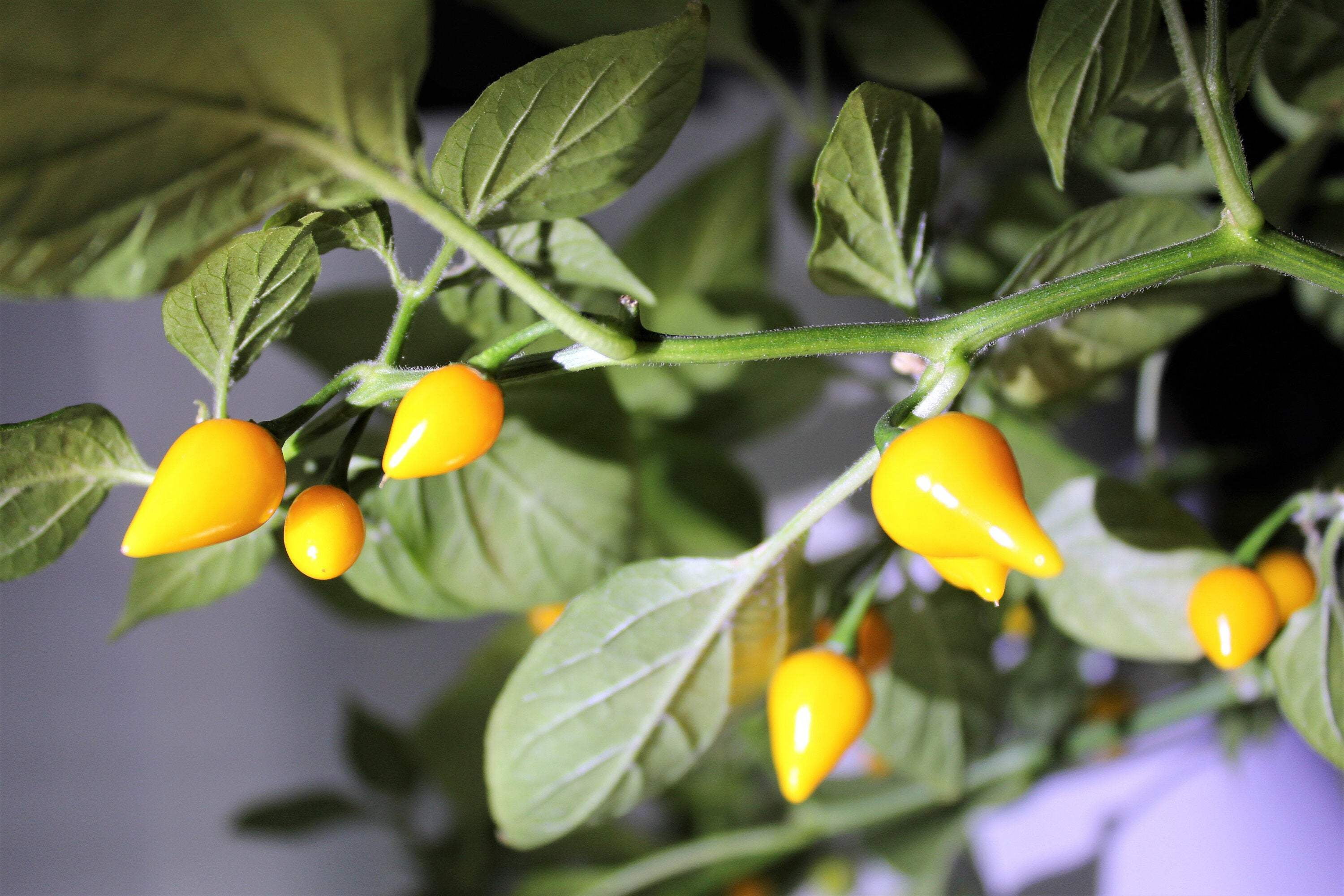25 Yellow Biquinho Pepper Seeds, Brazilian Chupetinho Capsicum Chinense ...