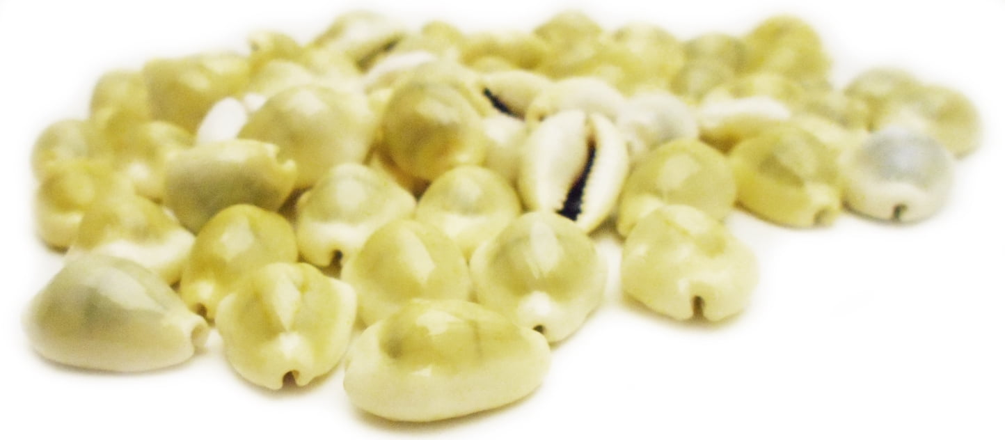 25 Select Money Cowrie Shells Seashells 1/2-1 25 Select Money Cowrie Shells Seashells 1/2-1