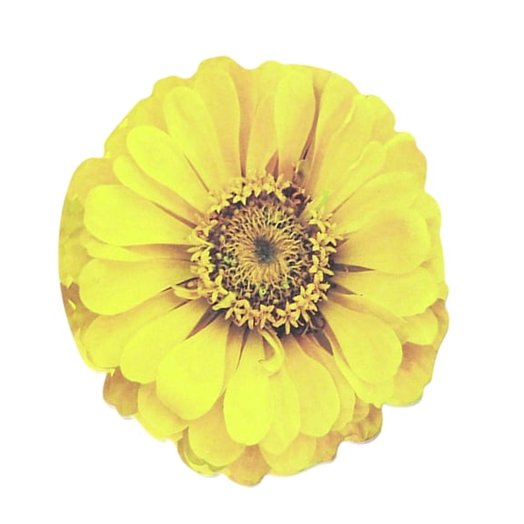 Sticky Note Flower