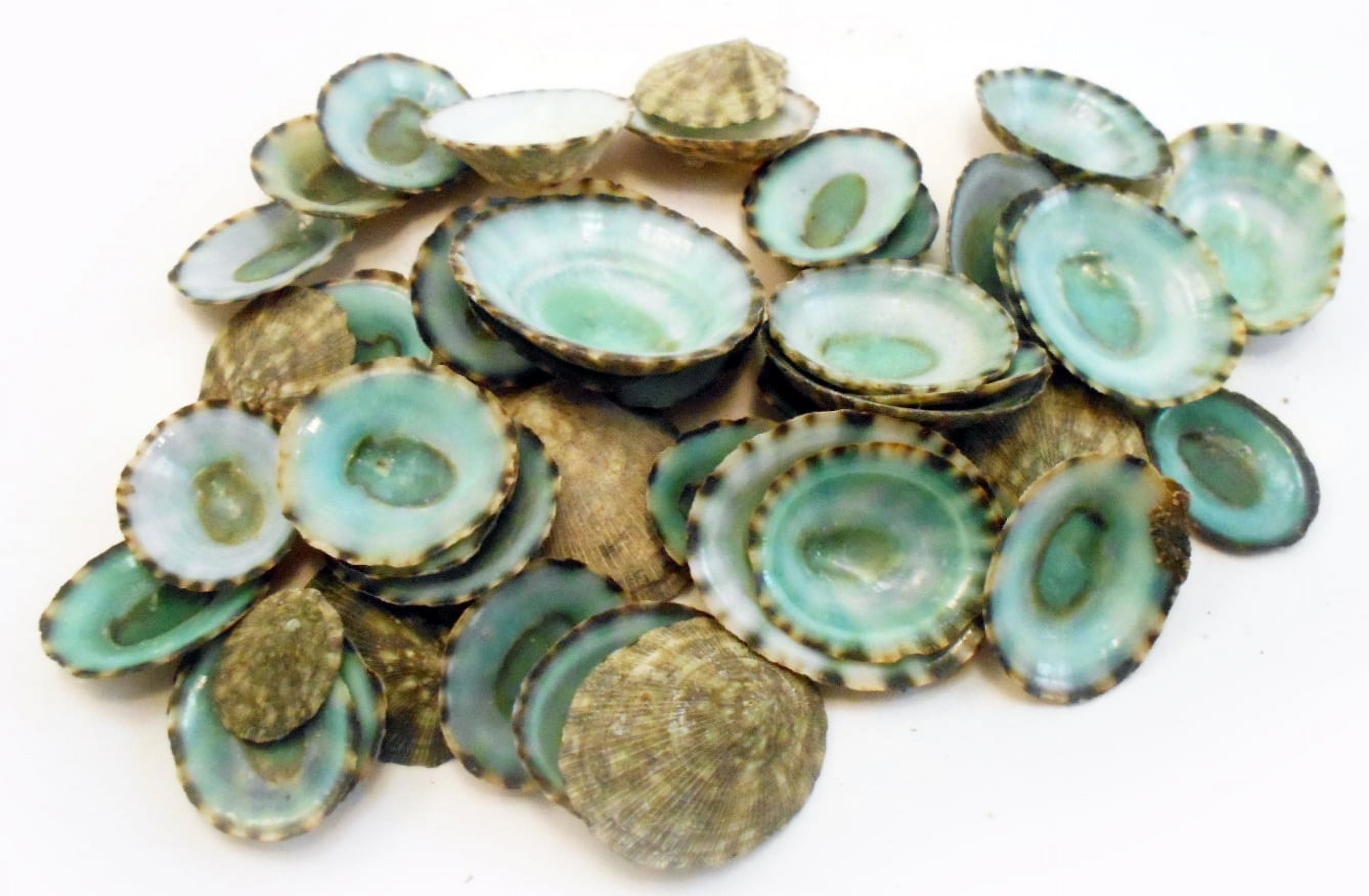 25 Small Green Limpet Shells Seashells Shellcraft Beautiful Beach ...