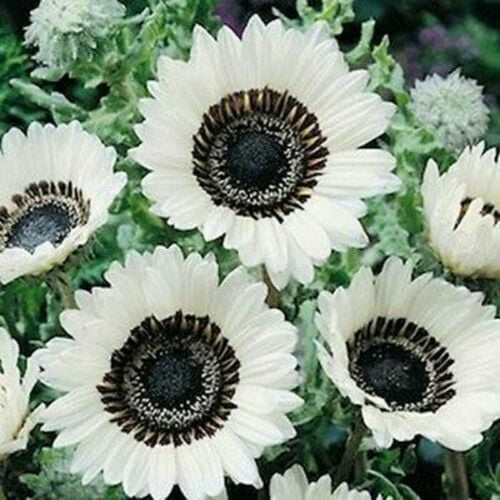 25 Snow White Sunflower Seeds Flowers Seed Flower Perennial Bloom 239 ...
