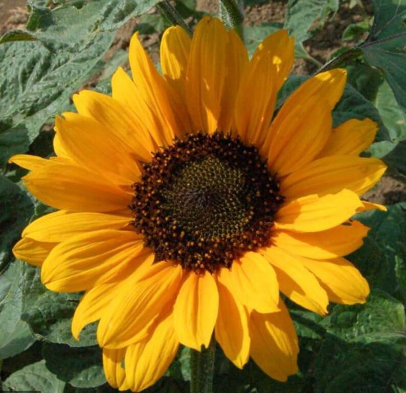25 Soraya Sunflower Seeds Annuals Helianthus Edible Drought Open ...