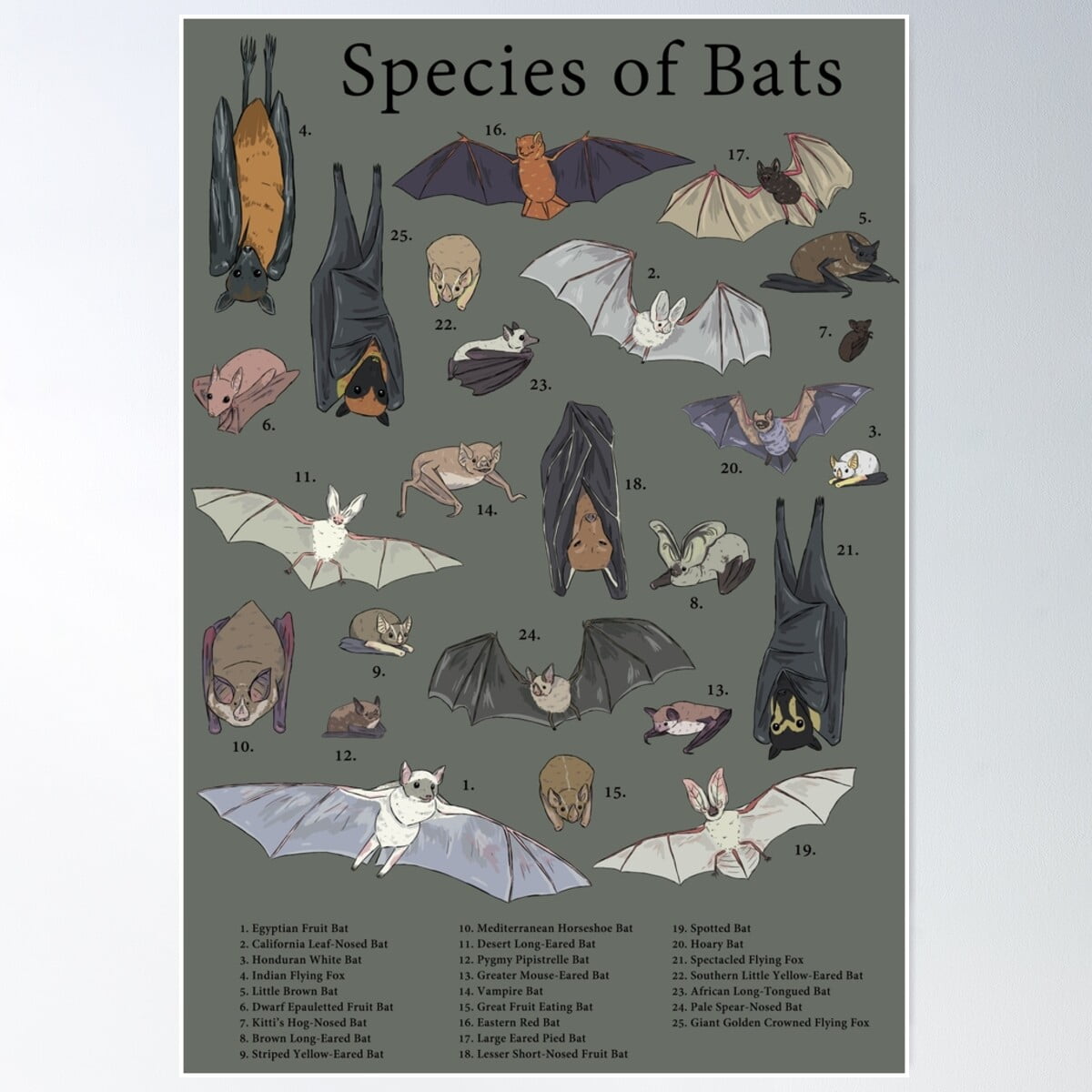 25 Species Of Bats Poster Poster Wall Art, Modern Wall Decor For Living ...