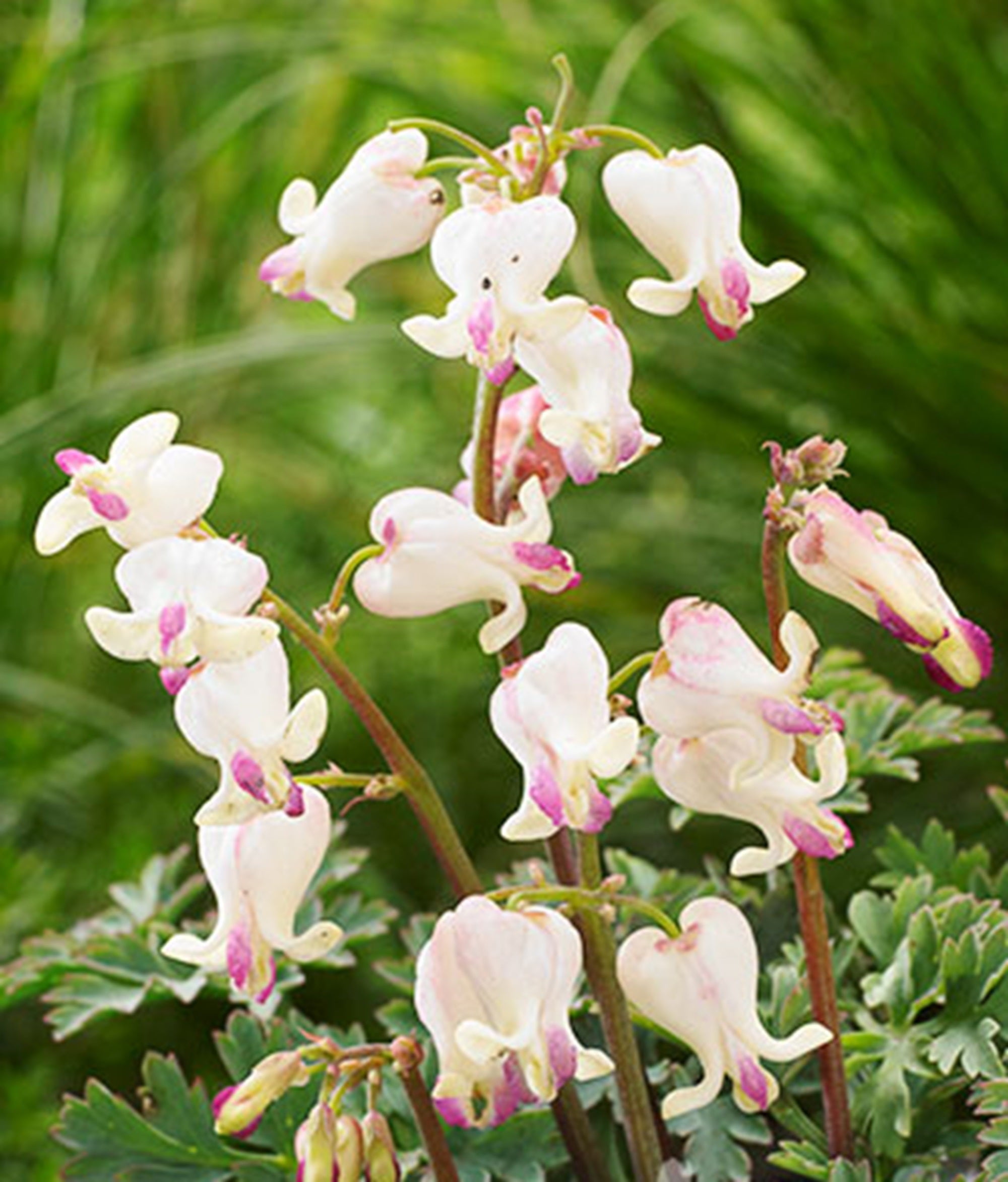 25 Love hearts Bleeding Heart Seeds - Walmart.com
