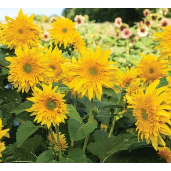 Sunflower Flower Seeds in Seed Gardening - Walmart.com