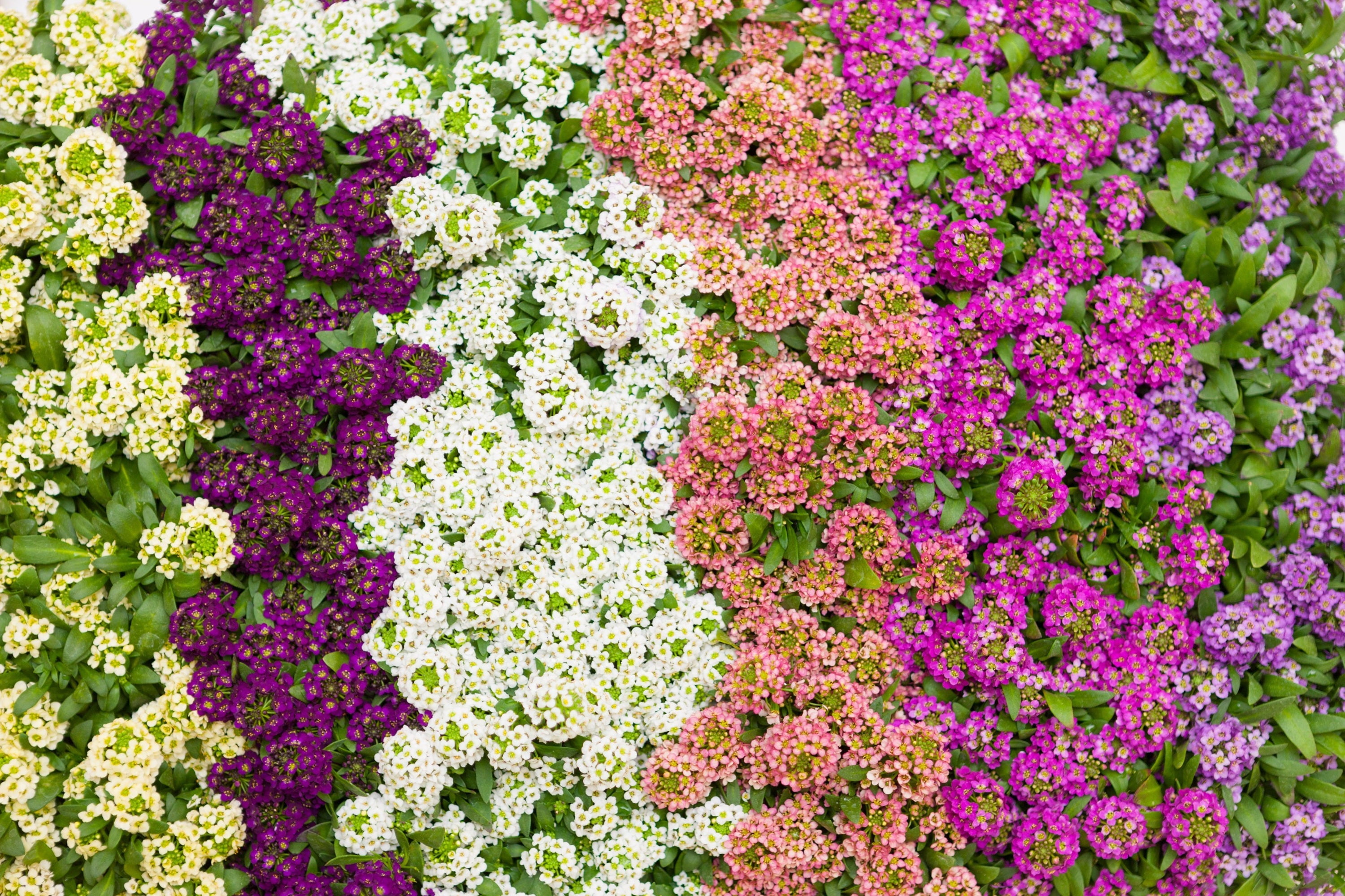 Green River Seeds 25 Sweet Alyssum Sweetheart mix Seeds - Tiny Colorful ...